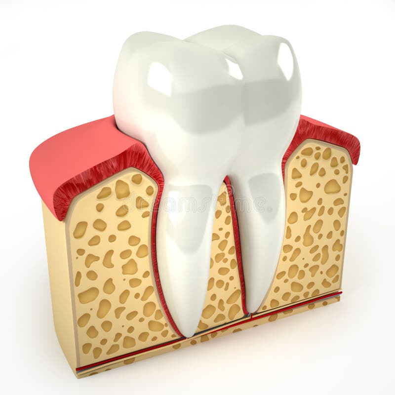 Human Tooth Cross-section (3d Model) Stock Illustration - Illustration ...