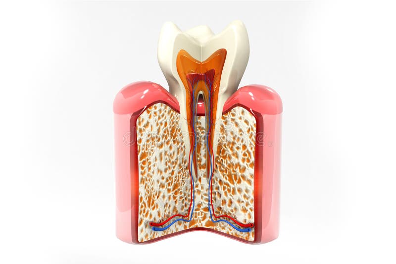 Human tooth cross section stock illustration. Illustration of biology ...