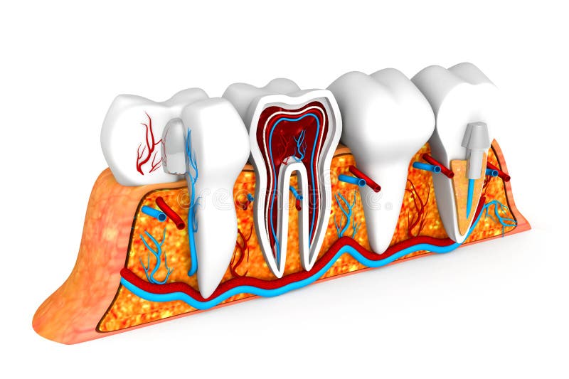 Human tooth cross section stock illustration. Illustration of care ...