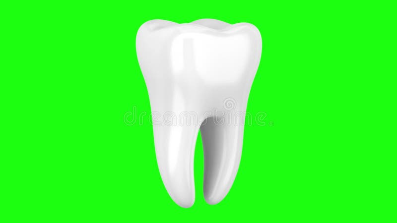 Human Tooth with Green Screen Background Stock Video - Video of tooth ...