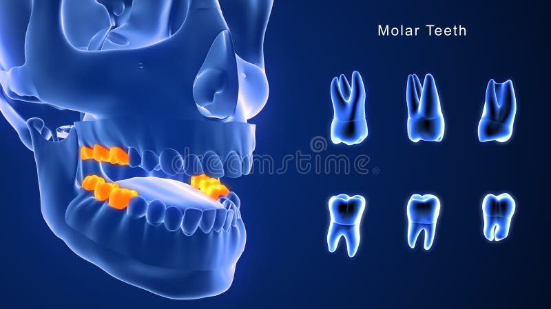 Human Tooth - Molar Teeth, Roots and Cusps Stock Illustration ...