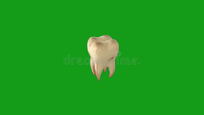 Tooth Anatomy Stock Footage & Videos - 1,668 Stock Videos
