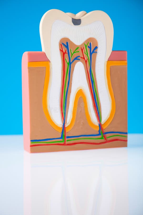 Human Tooth Structure, Bright Colorful Tone Concept Stock Image - Image ...