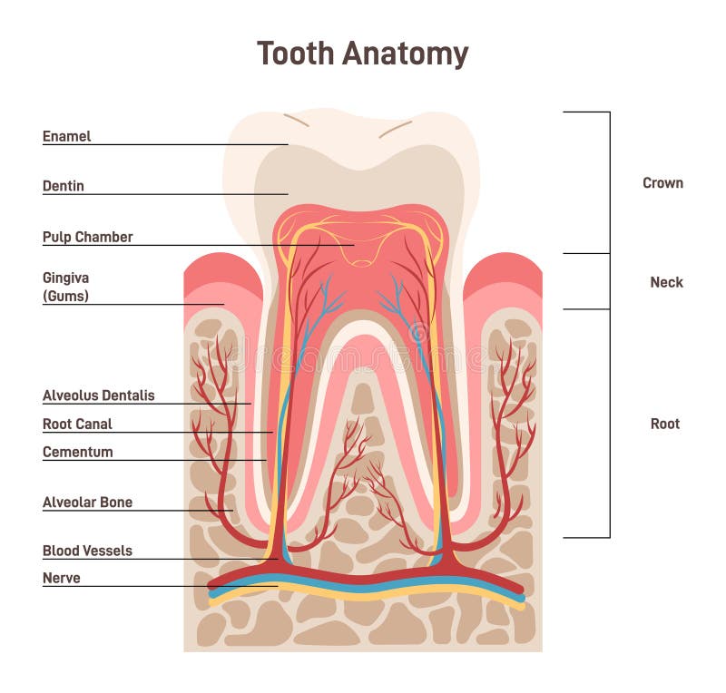 Human Tooth Structure. Cross Section Scheme Representing Tooth Layers ...