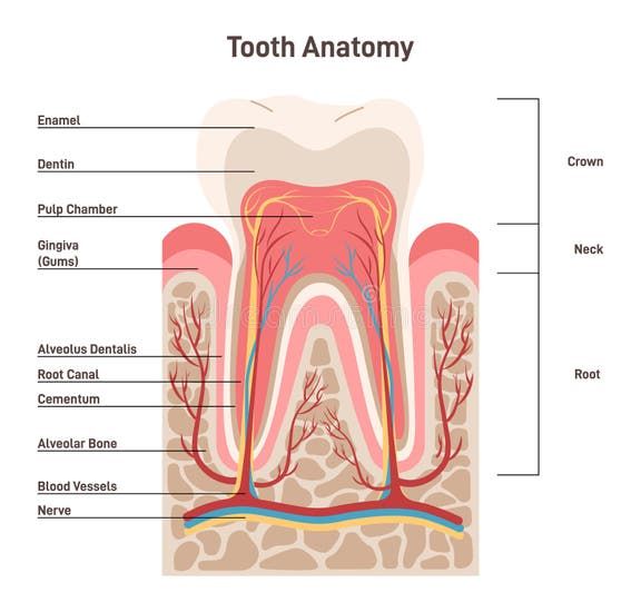Human Tooth Structure. Cross Section Scheme Representing Tooth Layers ...