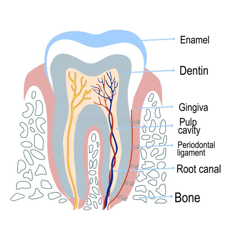 Human Tooth Structure with Description. Vector Illustration Stock ...