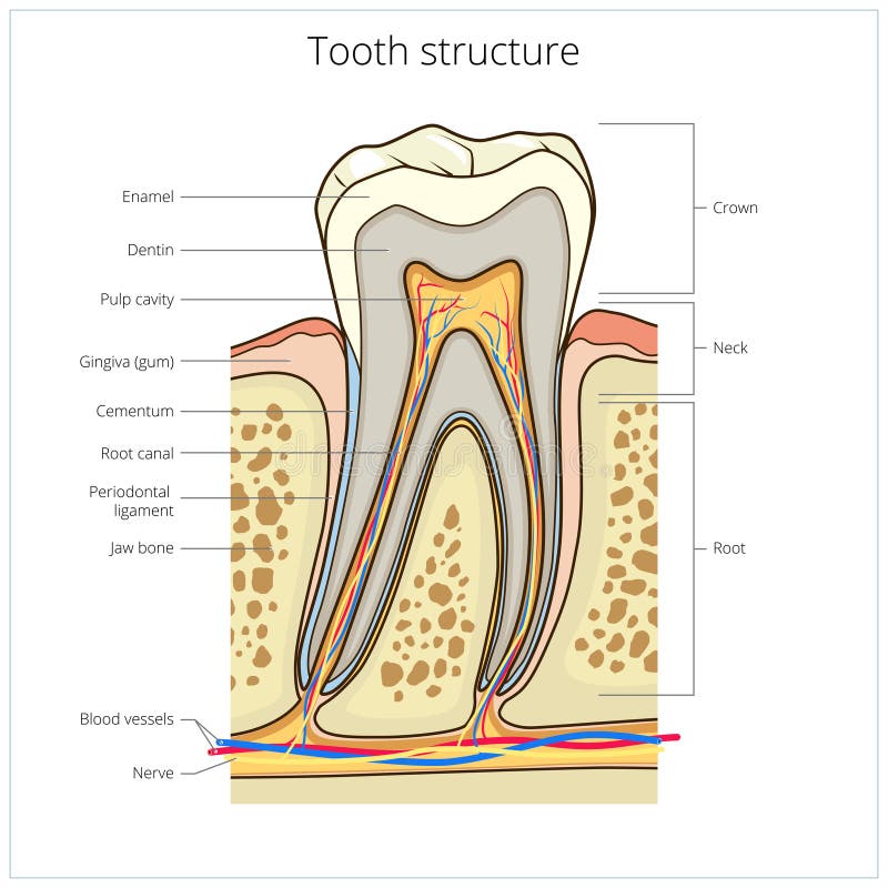 Human Tooth Structure Medical Vector Stock Vector - Illustration of ...
