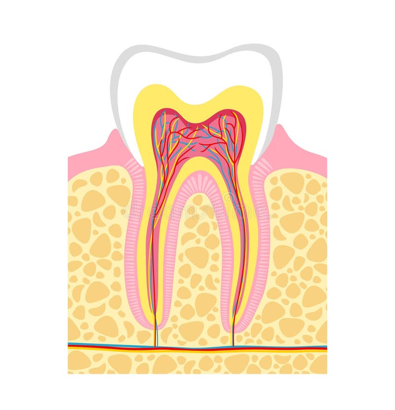 Human Tooth Structure. Vector Illustration Human Tooth Anatomy. Stock ...
