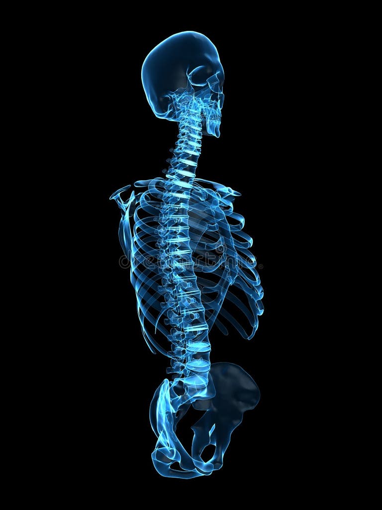 Human Torso Stock Illustrations – 10,066 Human Torso Stock ...