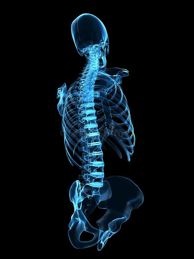 Human torso stock illustration. Illustration of skeletal - 4418698