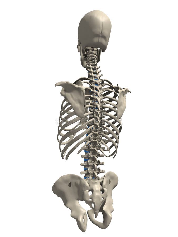Human torso stock illustration. Illustration of spine - 4418813