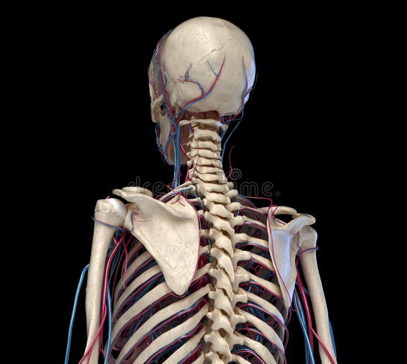 Anatomy Perspective Stock Illustrations – 501 Anatomy Perspective Stock ...