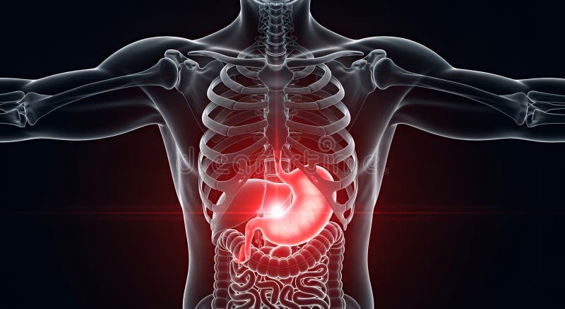 Human Body Digestive System Glowing Red on Black Background Stock ...