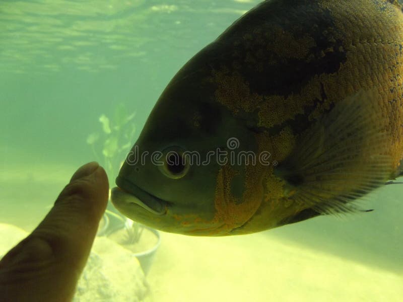 The Human Touch stock photo. Image of swimming, touch - 91002322