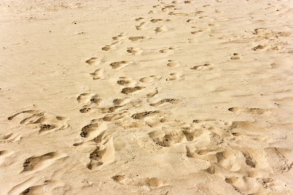 Human trace stock photo. Image of dirt, alone, moroccan - 3258236