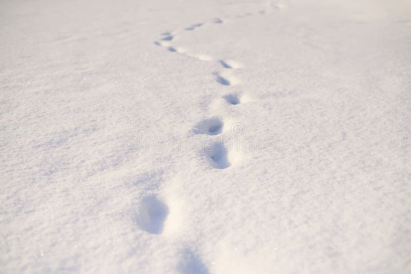 Human Traces on a Snow. Winter Background. the Tracks are Covered with ...