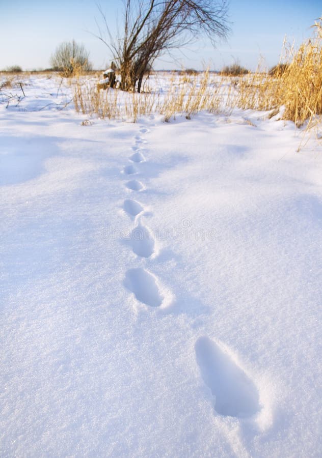 Human tracks stock photo. Image of outdoors, foot, footstep - 23564264