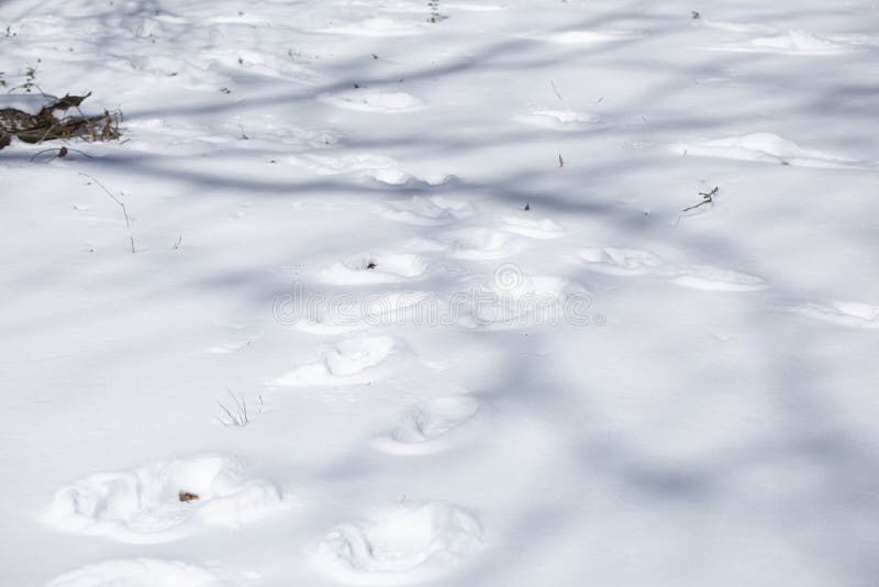 Human Tracks in the Snow stock image. Image of beautiful - 231415233