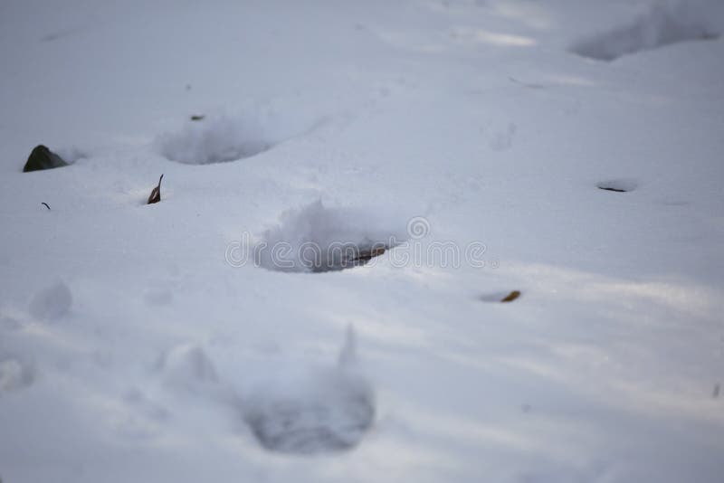 Human Tracks in the Snow stock photo. Image of beautiful - 231415188