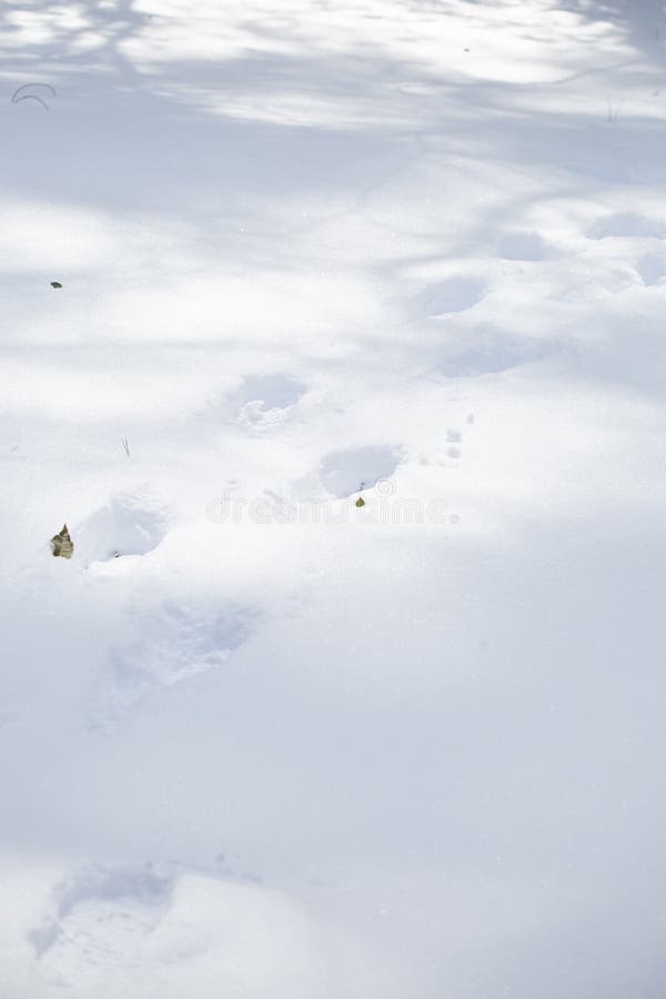 Human Tracks in the Snow stock image. Image of outdoors - 231415249