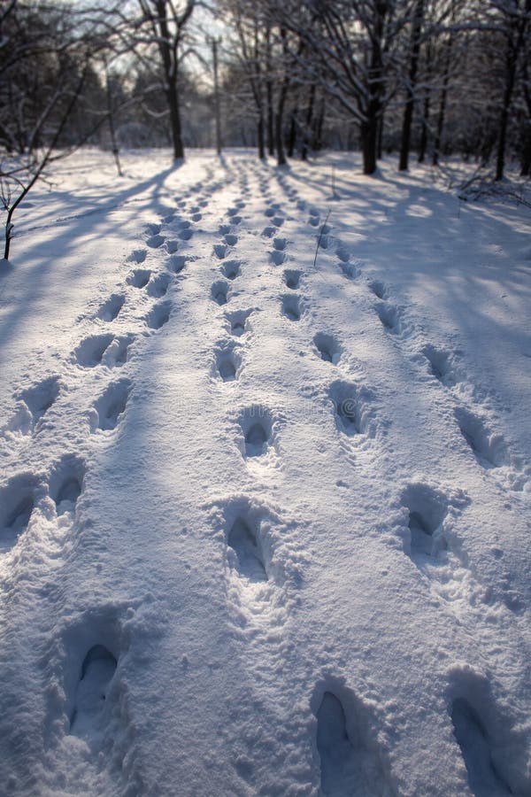 Human tracks in the snow stock image. Image of cold - 241518829
