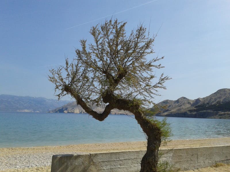 Human and tree silhouette stock photo. Image of silhouette - 261562828