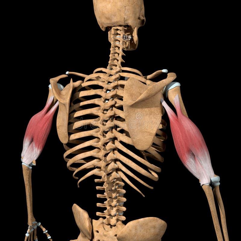 Human Triceps Muscles on Skeleton Stock Illustration - Illustration of ...