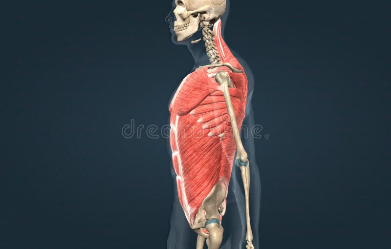 Human Trunk Muscles are the Muscles that Cover the Trunk Stock ...
