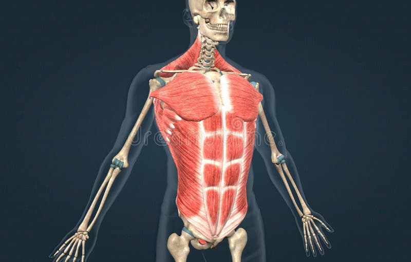 Human Trunk Muscles are the Muscles that Cover the Trunk Stock ...
