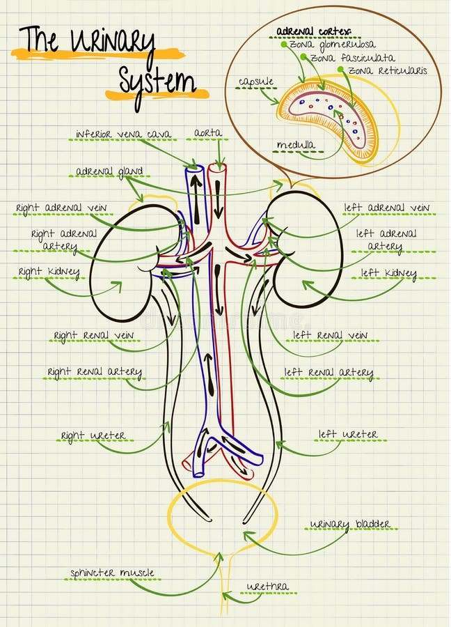 Human Unary System Structure Stock Vector - Illustration of bladder ...