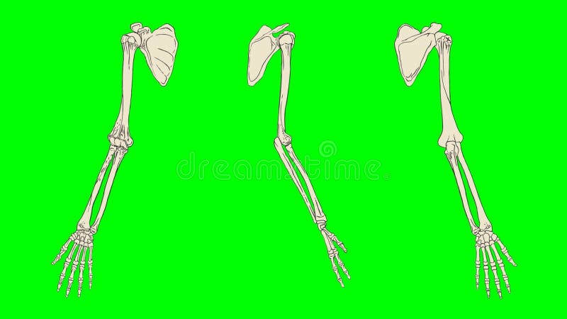 Human Upper Limb Bones, Front View, Side View and Back View. Human Hand ...