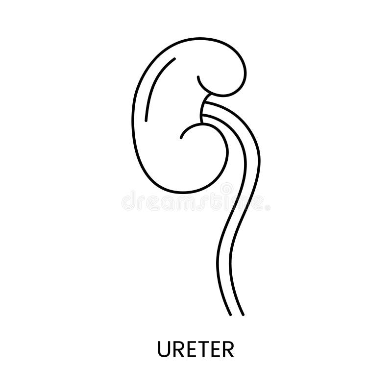 The Human Urinary System is a Set of Anatomical Line Icons in Vector ...