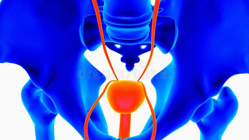 Human Urinary Bladder Anatomy for Medical Concept 3D Rendering Stock ...