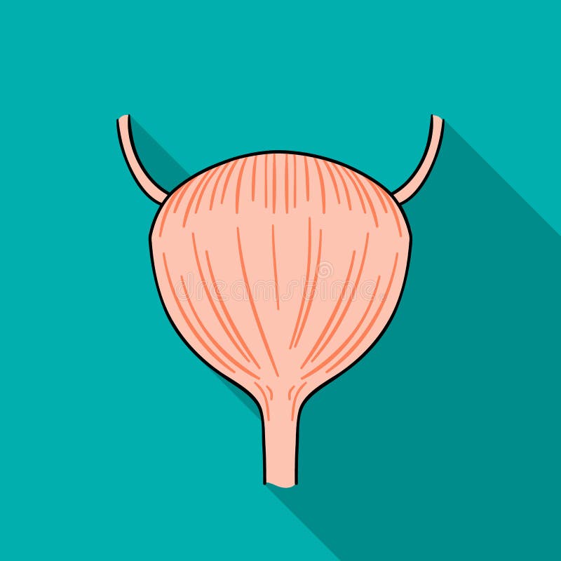 Human Urinary Bladder Icon in Outline Style Isolated on White ...