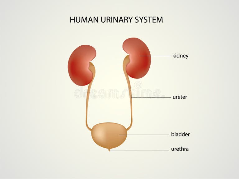 Urinary System Stock Illustrations – 9,297 Urinary System Stock ...