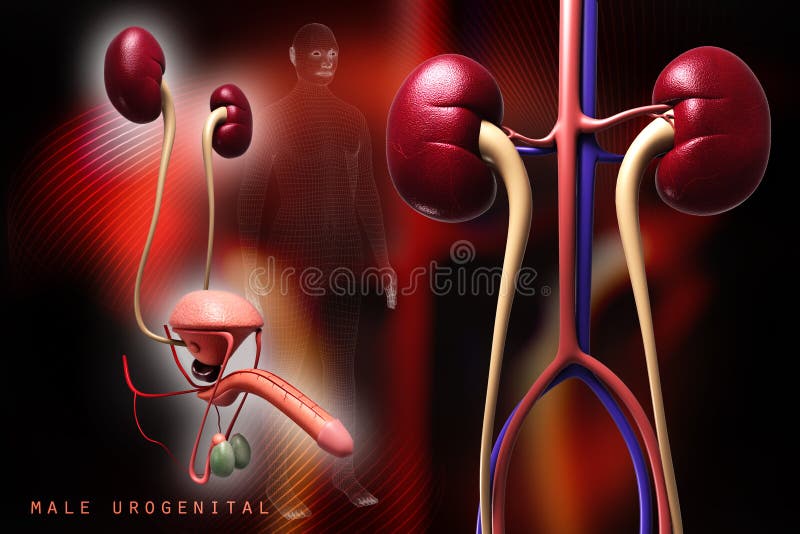 Human Urinary System on Blue Background. Stock Vector - Illustration of ...