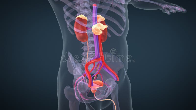 Human Urinary System Kidneys with Bladder Stock Illustration ...