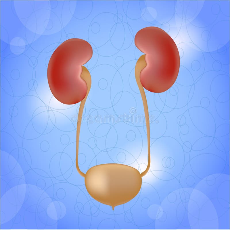 Human Urinary System on Blue Background. Stock Vector - Illustration of ...