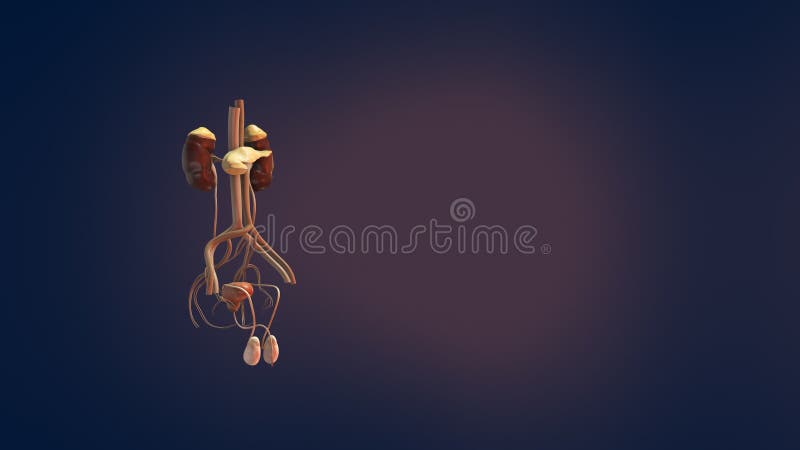 Male Urinary and Reproductive System 3D Illustration Stock Illustration ...