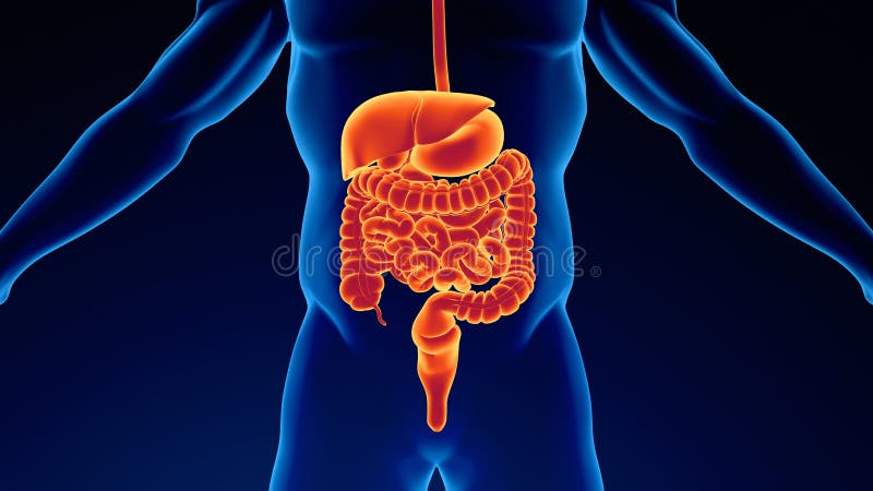 Anatomy of Human Digestive System Stock Illustration - Illustration of ...