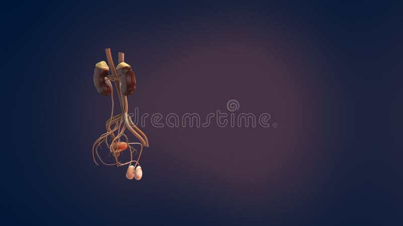 Male Urinary and Reproductive System 3D Illustration Stock Illustration ...