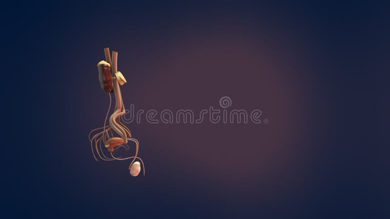 Male Urinary and Reproductive System 3D Illustration Stock Illustration ...