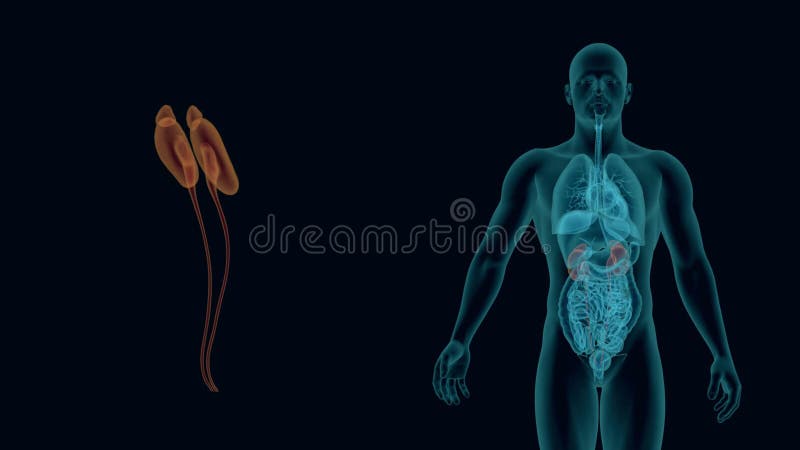 Human Urinary System Kidneys with Bladder Anatomy Animation. Healthcare ...