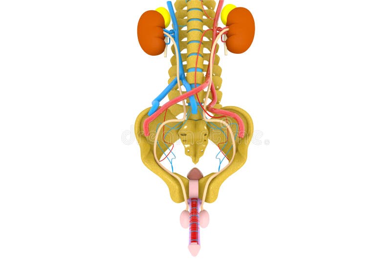 Human Urinary System stock image. Illustration of simplified - 36709397