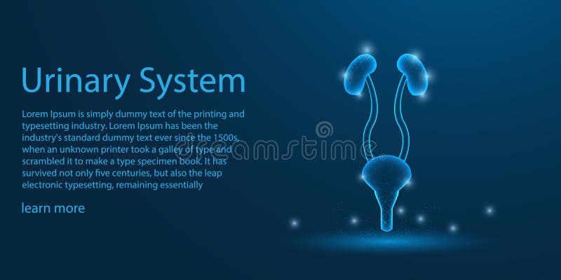 Render of urinary system stock illustration. Illustration of graphics ...