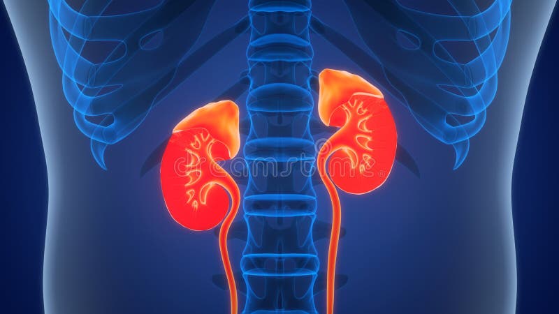 Human Urinary System Kidneys Anatomy Stock Illustration - Illustration ...