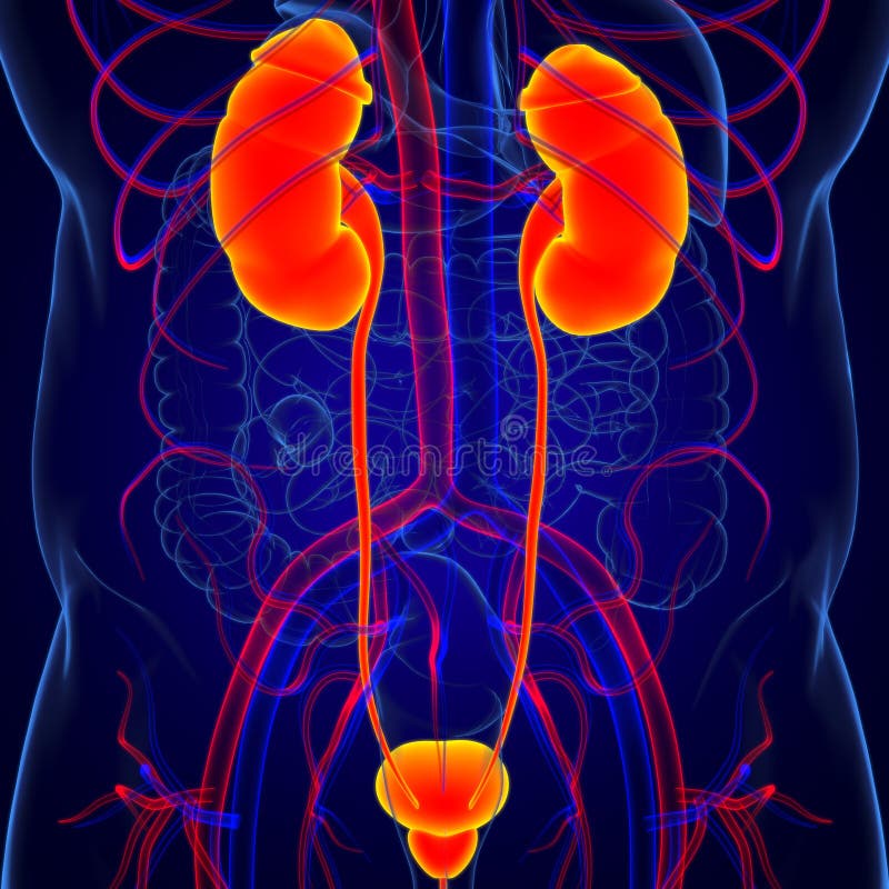 Human Urinary System Kidneys with Bladder Anatomy for Medical Concept ...