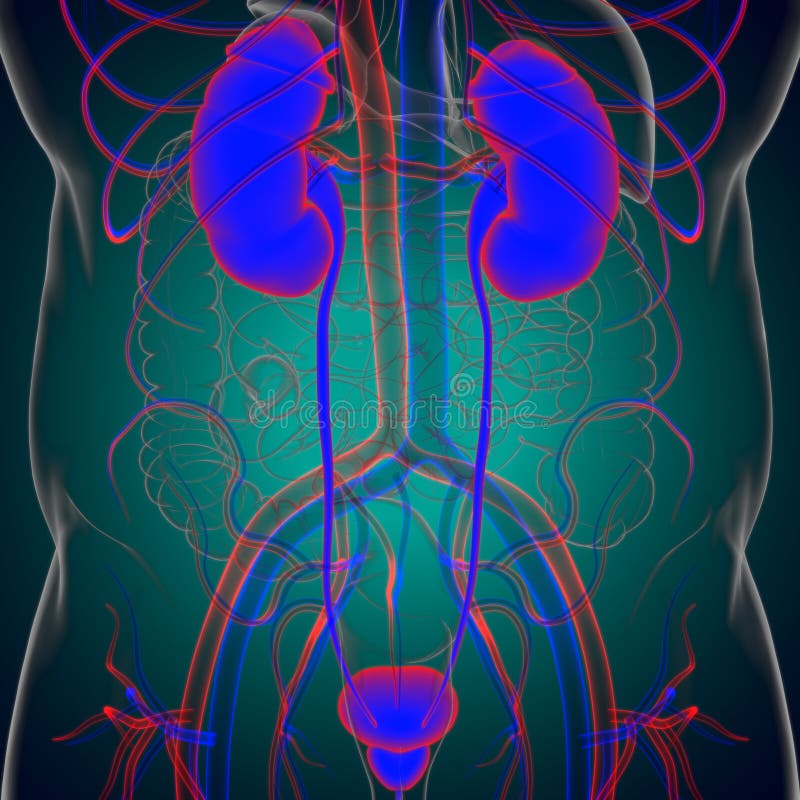 Human Urinary System Kidneys with Bladder Anatomy for Medical Concept ...