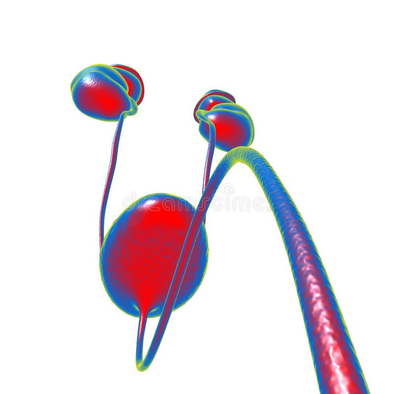 Human Urinary System Kidneys with Bladder Anatomy for Medical Concept ...