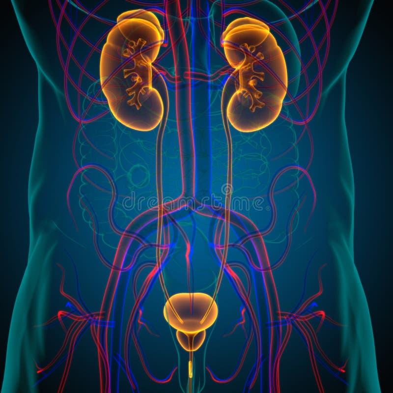 Human Urinary System Kidneys with Bladder Anatomy for Medical Concept ...